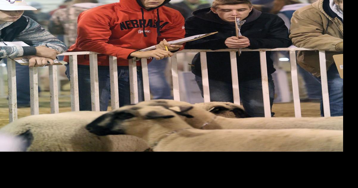 FFA District 5 livestock judging contest in York