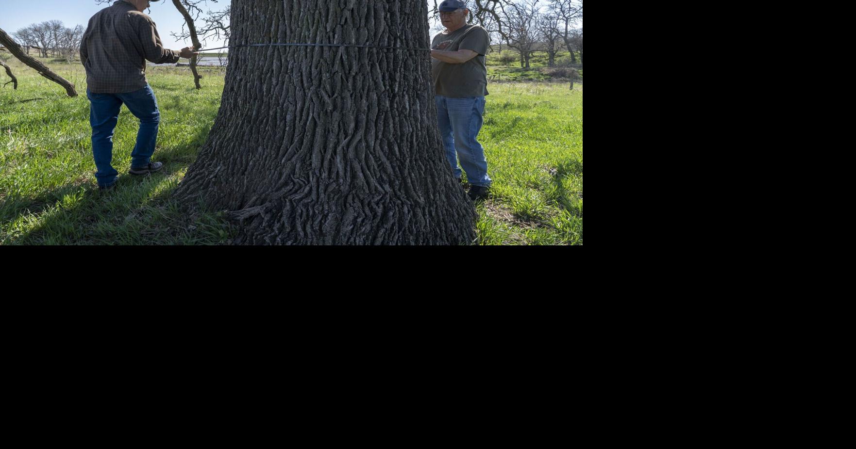 ‘Not an easy place to be a tree’: The hunt for Nebraska’s biggest trees
