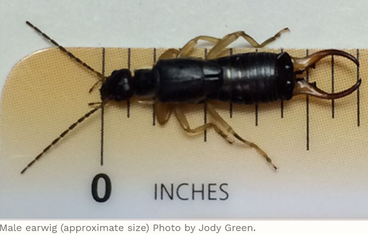 Rees: Fourth of July food safety and Earwigs