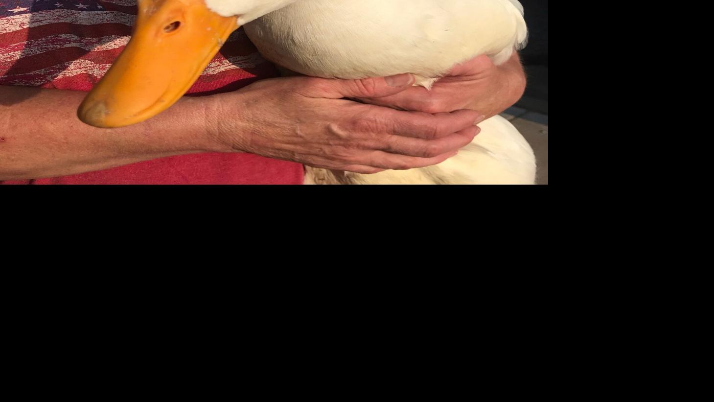 Bewildered Boomer -- Howard the Duck; a (not so) dramatic saga of ...