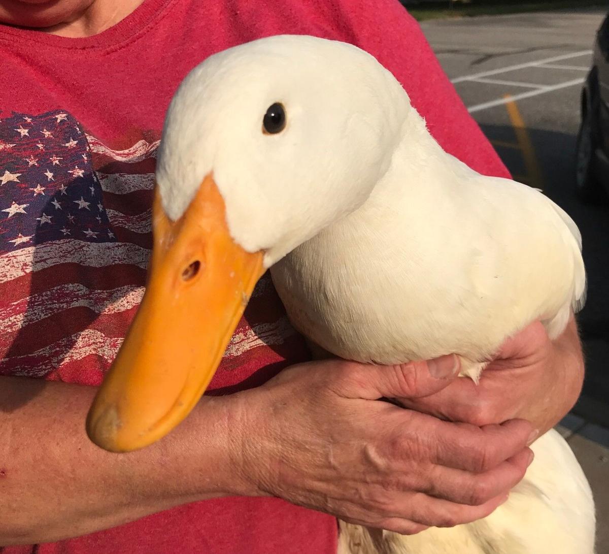 Bewildered Boomer -- Howard the Duck; a (not so) dramatic saga of ...