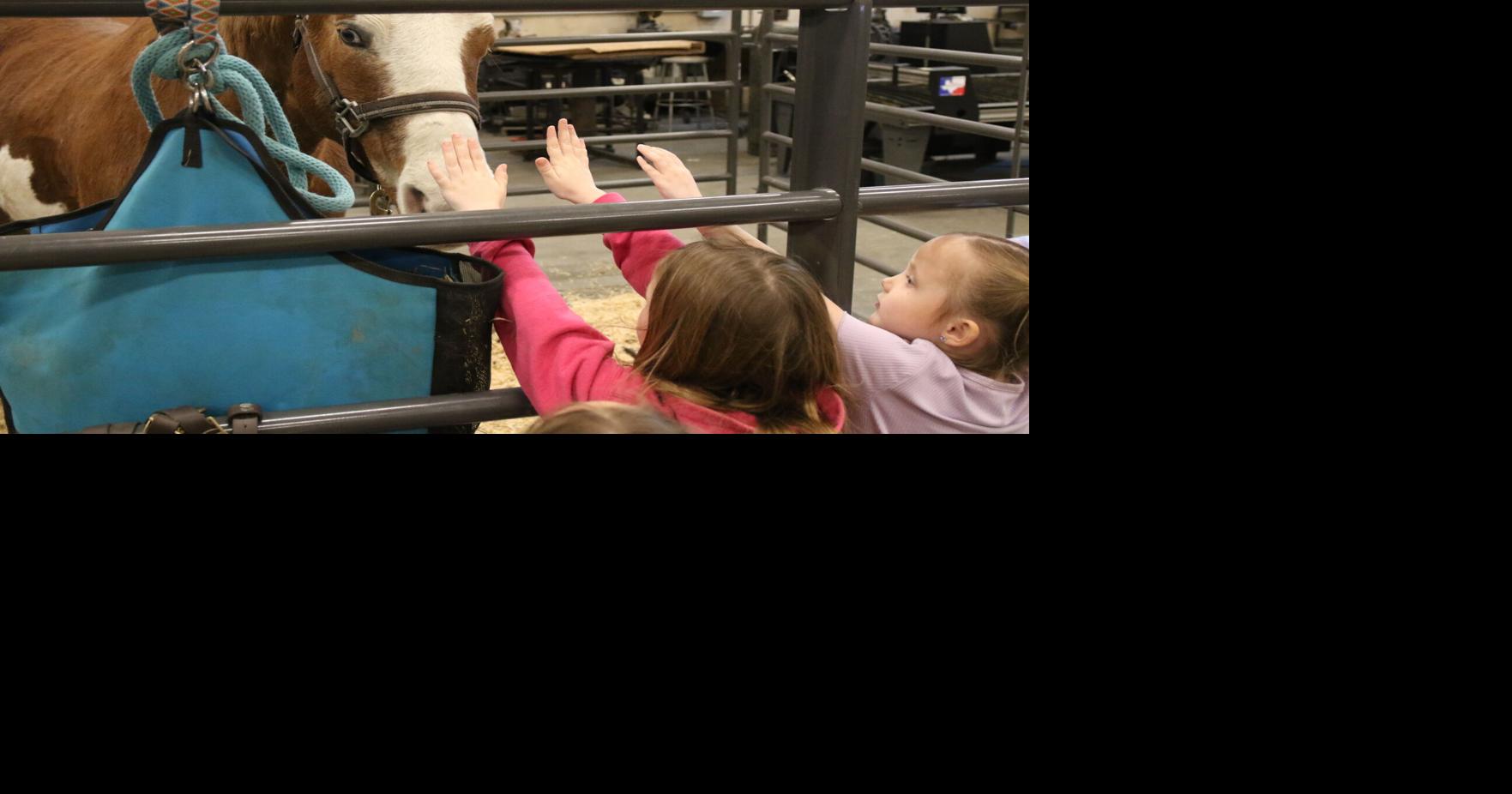 Centennial FFA students show animals in barnyard
