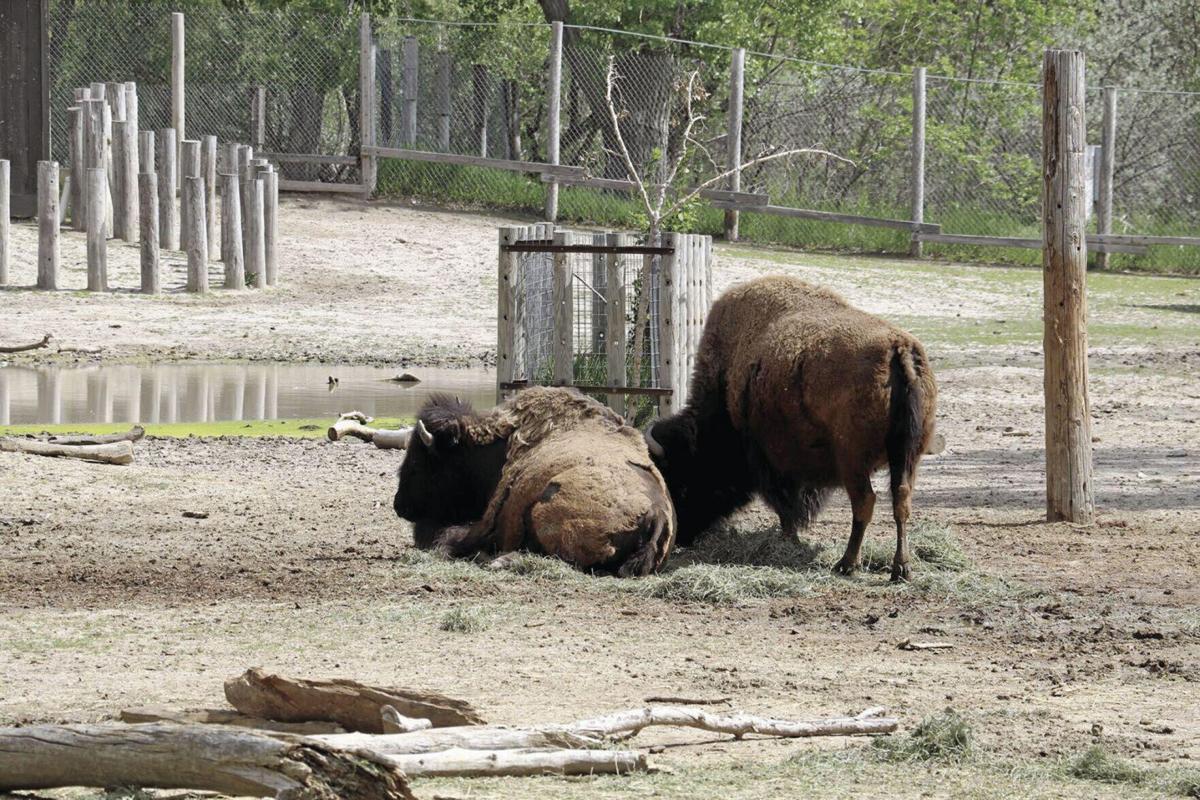 Scottsbluff zoo loses its accreditation