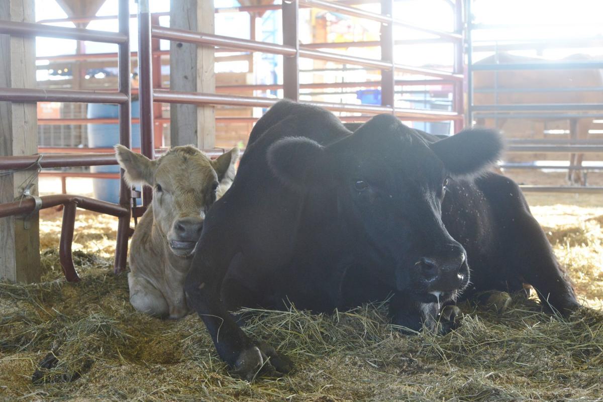 Cow with fifth leg steals the show at county fair in Virginia ...