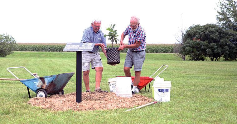 Chortitza tree finds home: Oak's facts greater than fable