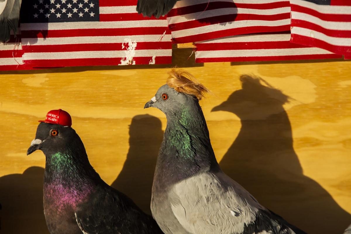 Someone glued tiny MAGA hats and a Trump wig onto pigeons in Las Vegas