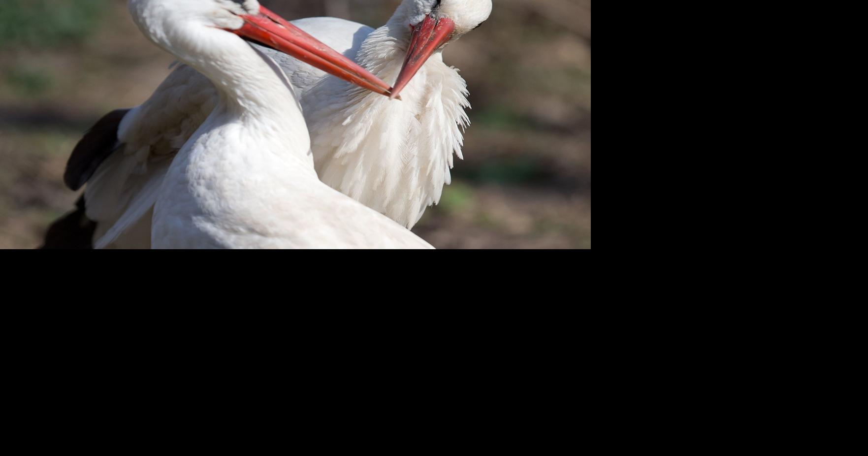 Birth announcement: Landon Marvin Cast