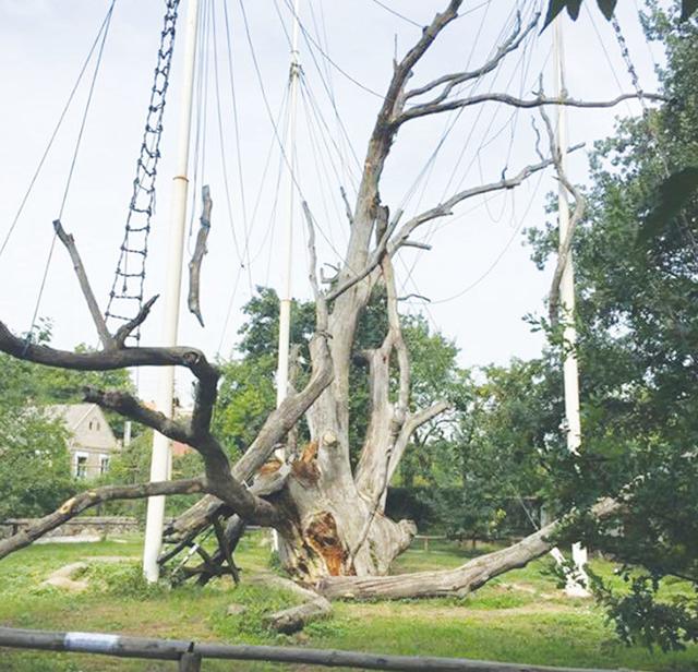 Chortitza tree finds home: Oak's facts greater than fable