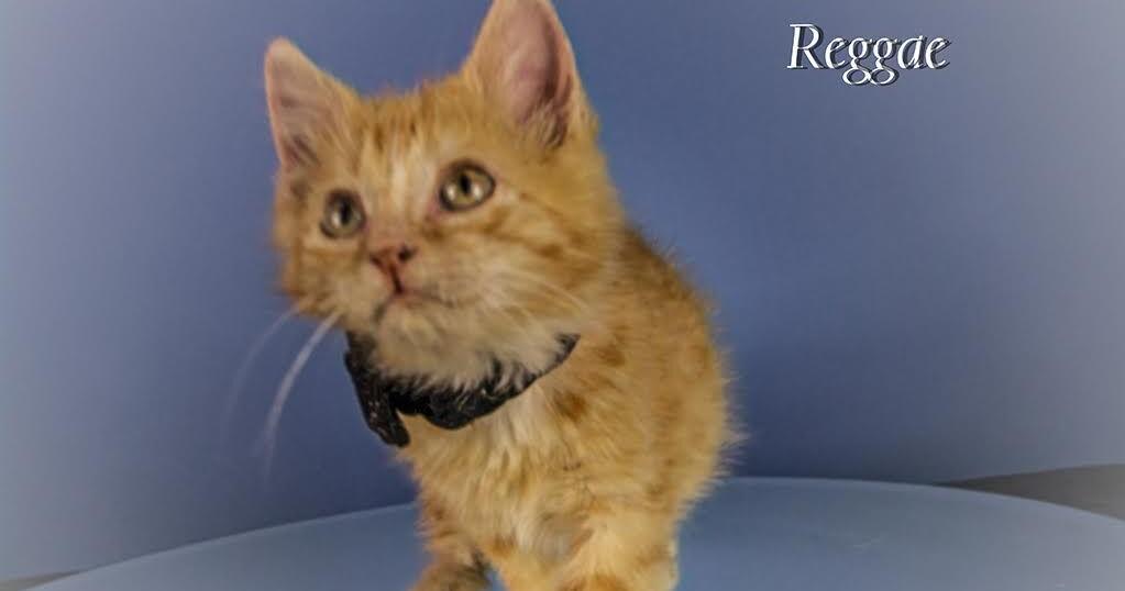 A Paws for Pets -- Reggie, Robbie and Richie