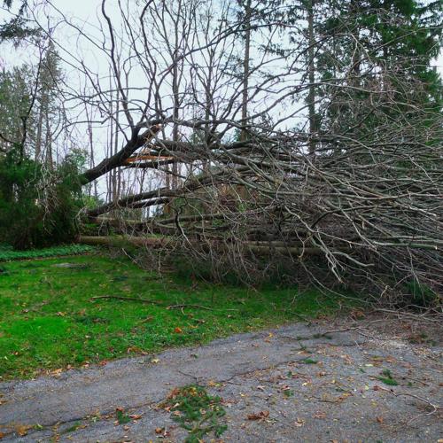 The Amish Cook: Seeking safety while a tornado roars above