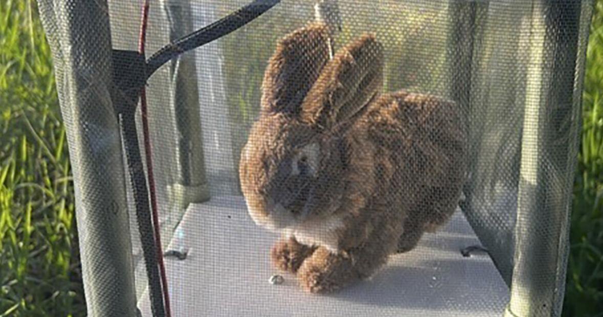 Florida tries robot rabbits to control invasive pythons