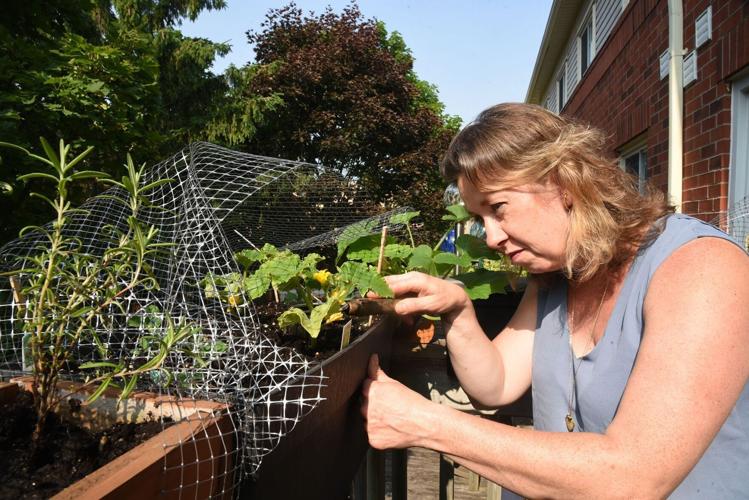 'Growing hope': York Region gardeners share tips on eco-friendly edible ...
