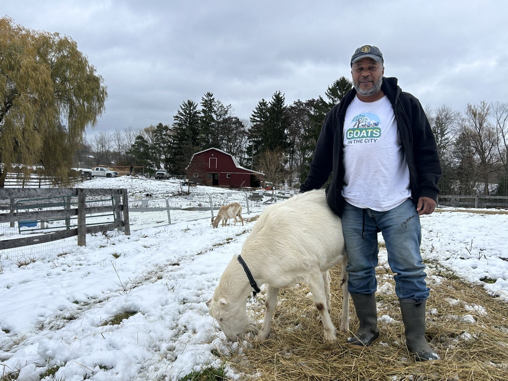 King City entrepreneur wants to expand goat-grazing in York