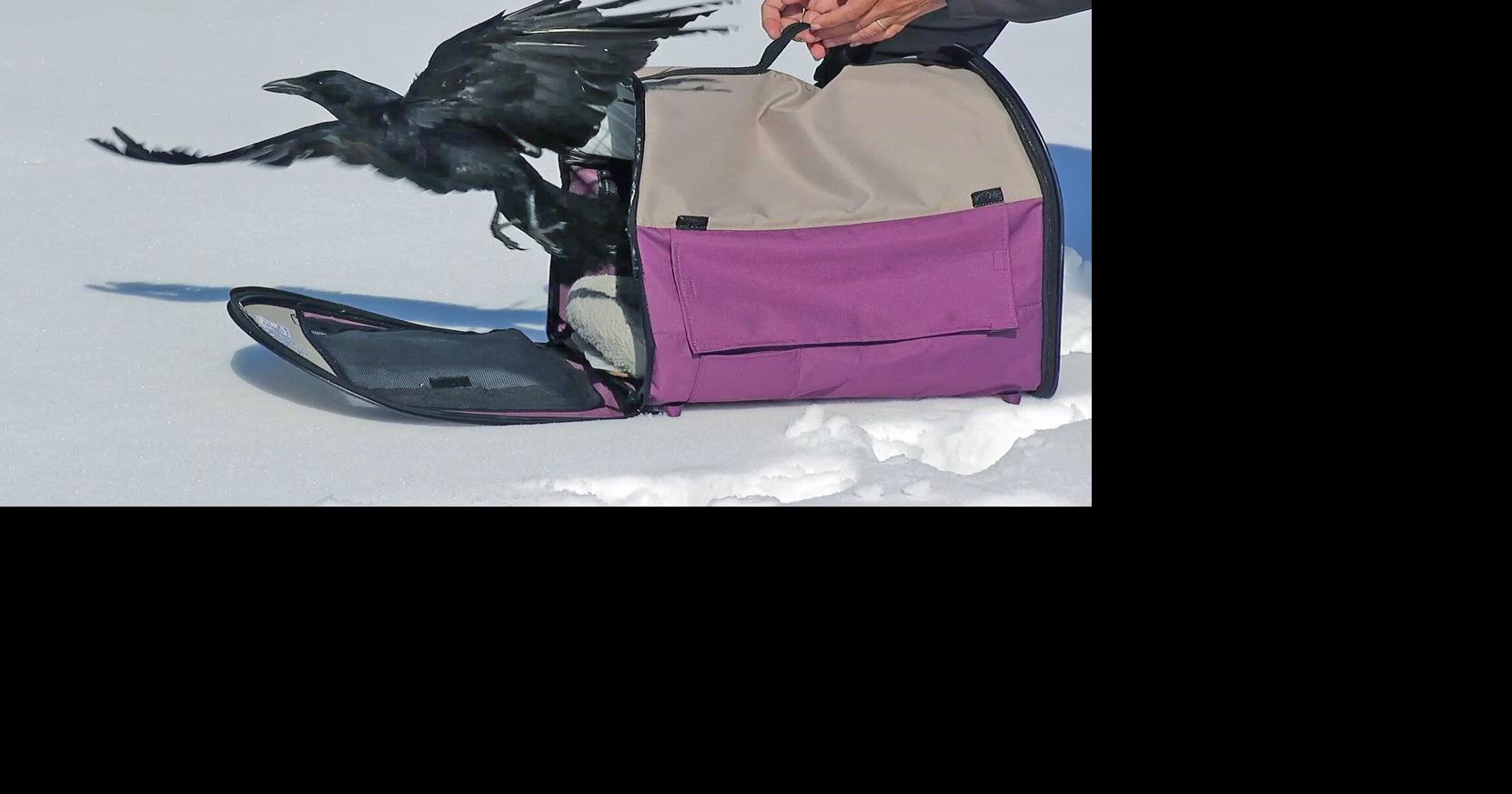 Newmarket's Gary the crow is back to winging it after becoming trapped ...
