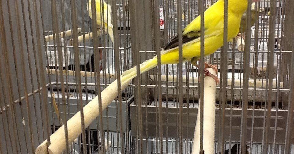Canaries sing at Canadian Cage Bird Show in Richmond Hill