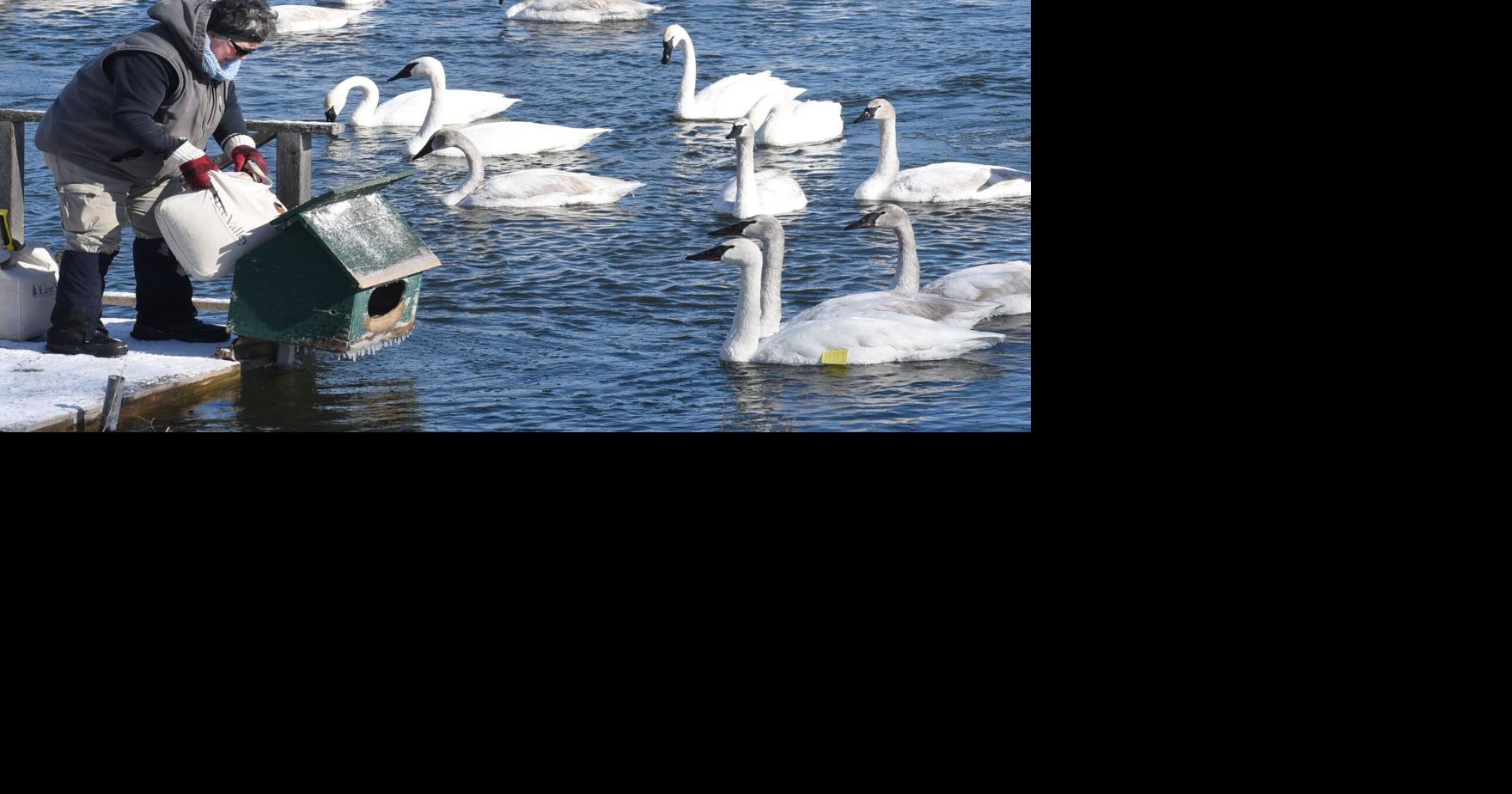 'They're big, they're brassy': Volunteers carry on legacy of Father ...