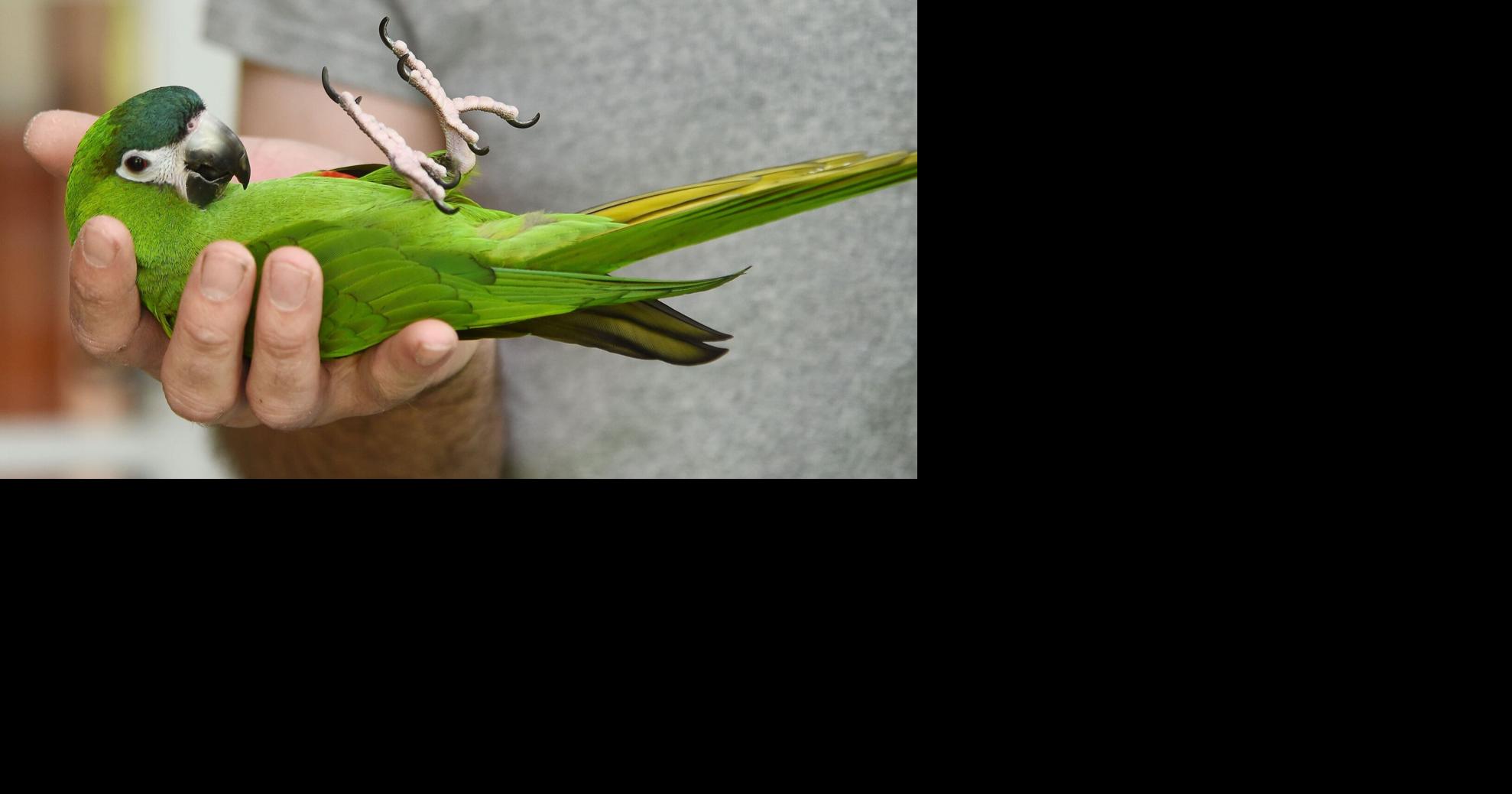 York Region Parrot Club nothing to squawk at as membership continues to ...