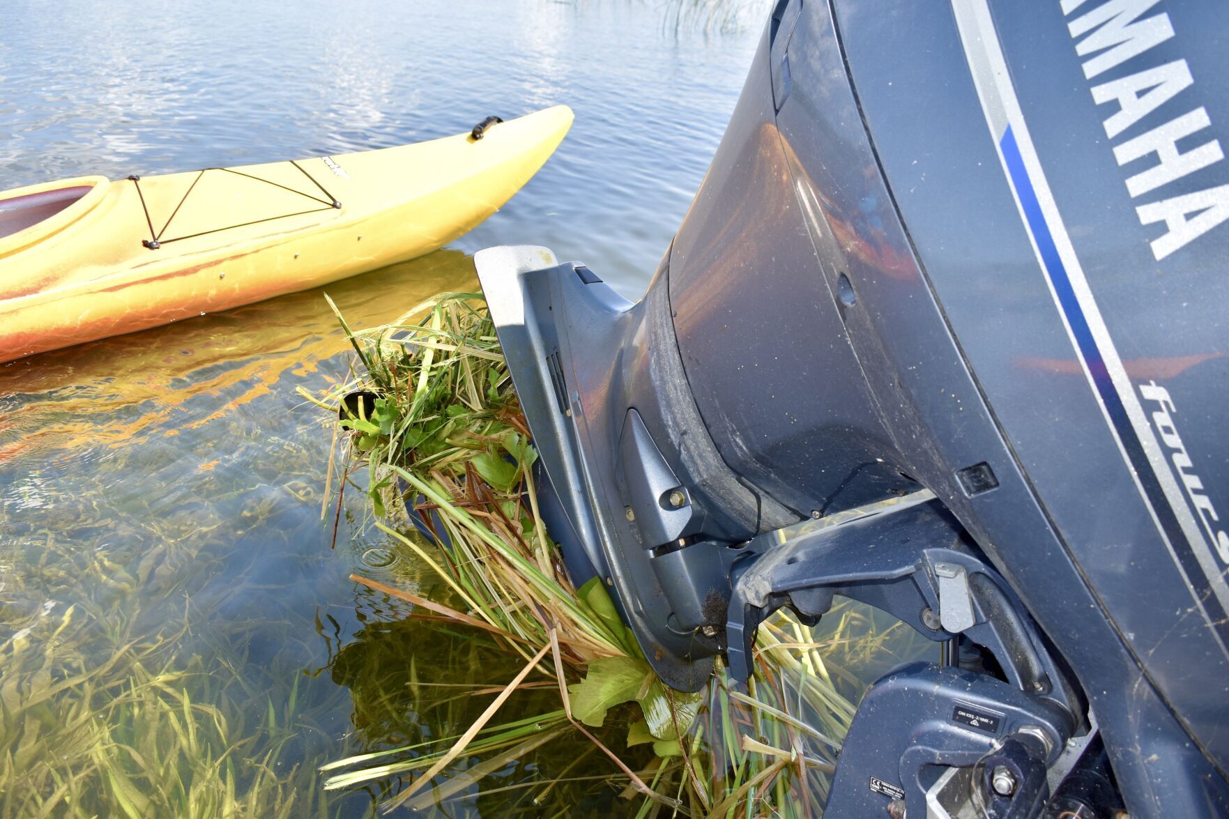 Georgina lakefront homeowners concerned about water soldiers