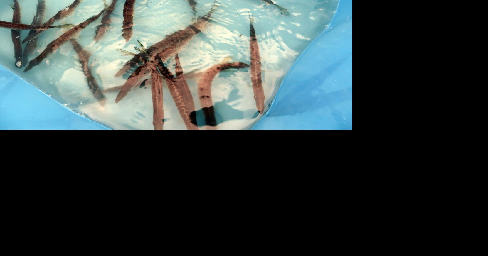 Muskie fingerlings released in Lake Simcoe