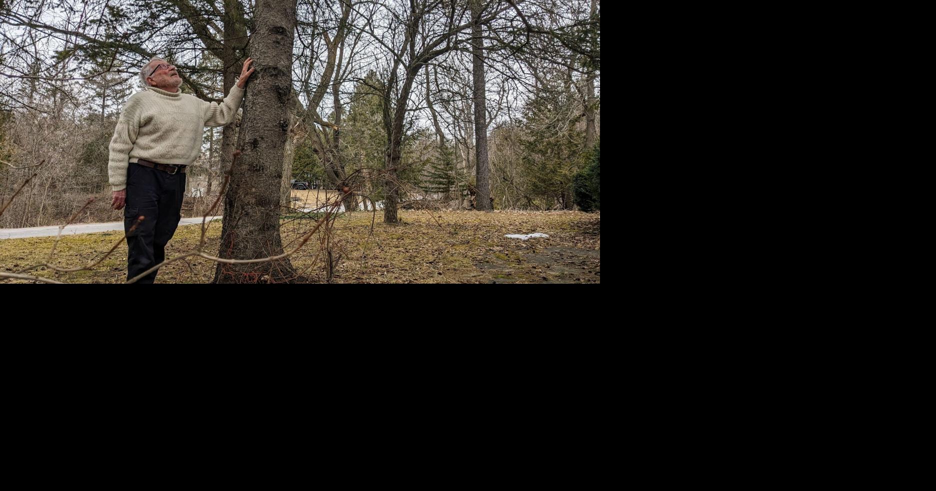 Georgina’s tree-planting efforts focus on ash replacements