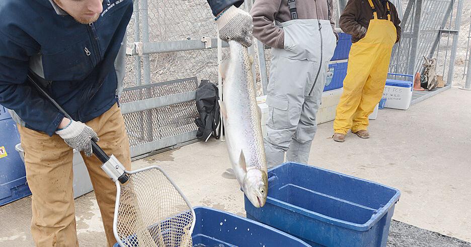 Love of fishing spawns volunteer effort at Milne Dam