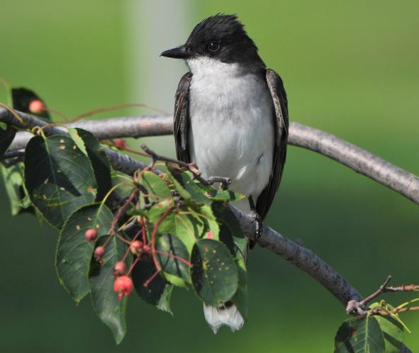 Markham man shares photos of southern Ontario birds