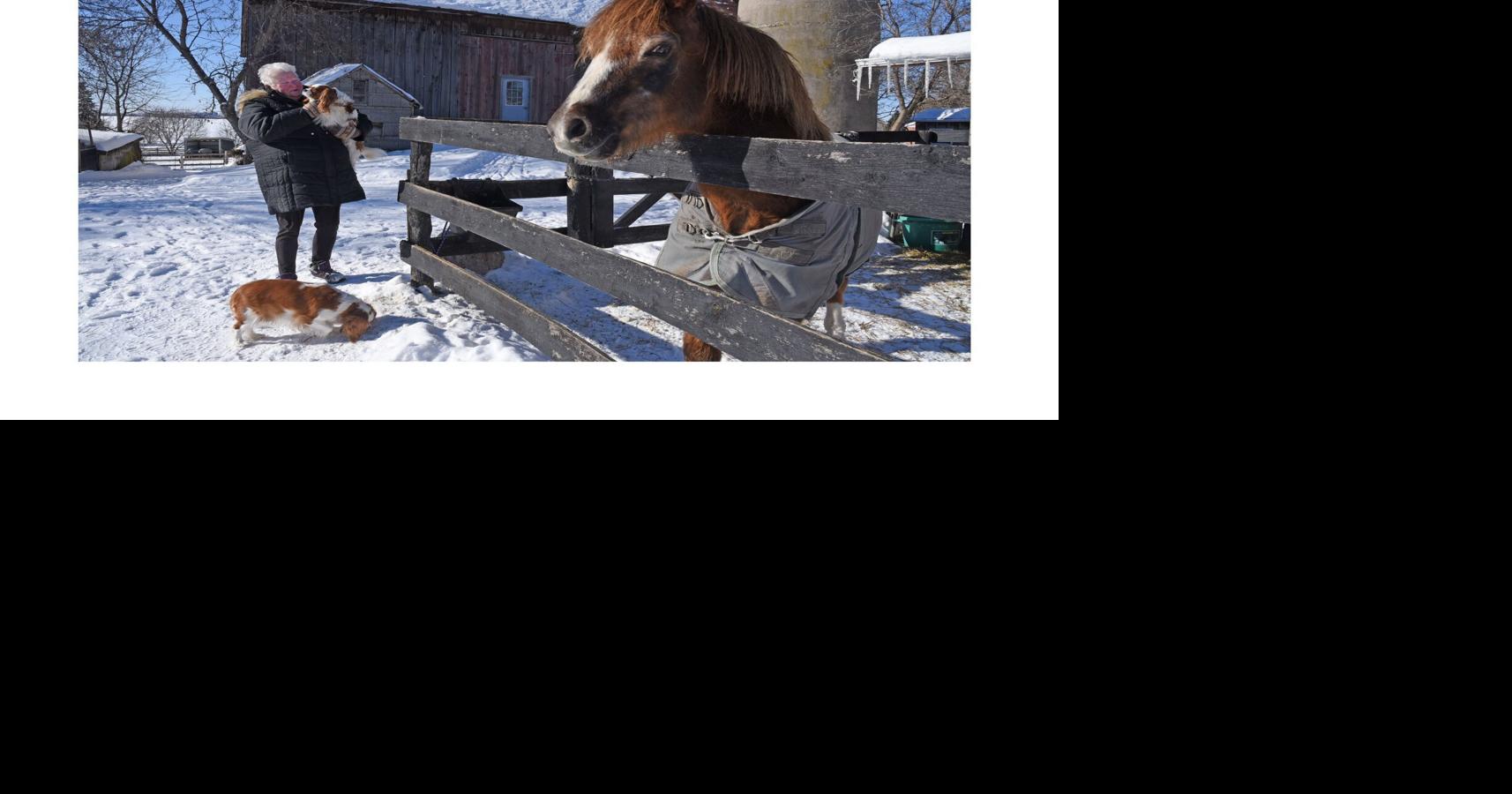 'Last working farm': East Gwillimbury breeder Morton Stables soaks up ...