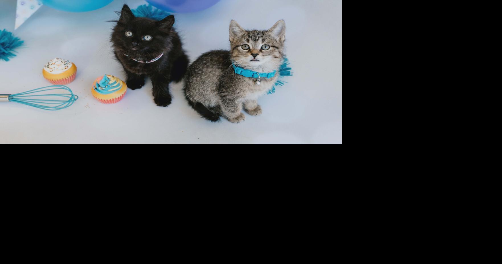 OSPCA set to raise money for animals in need on Cupcake Day