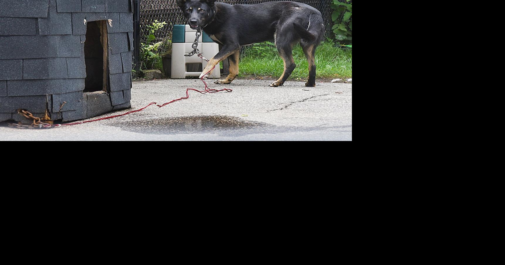 Is the OSPCA doing all it can to protect animals?