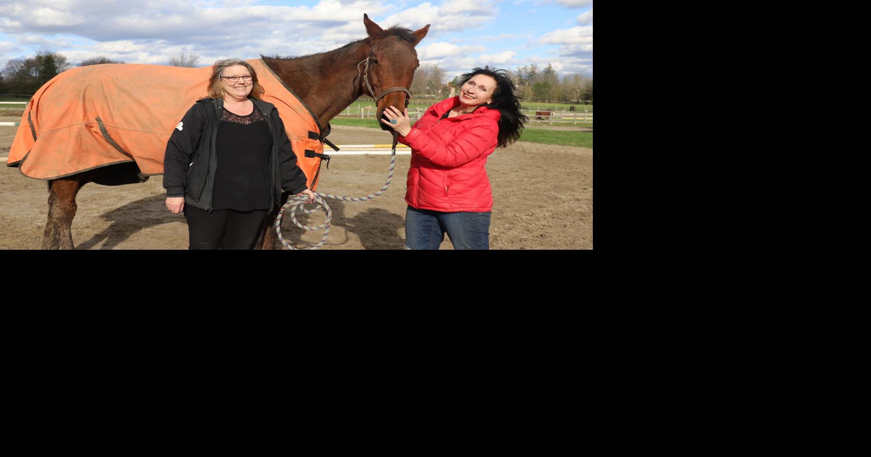 Markham farm seeks donations to recuse horses from slaughter