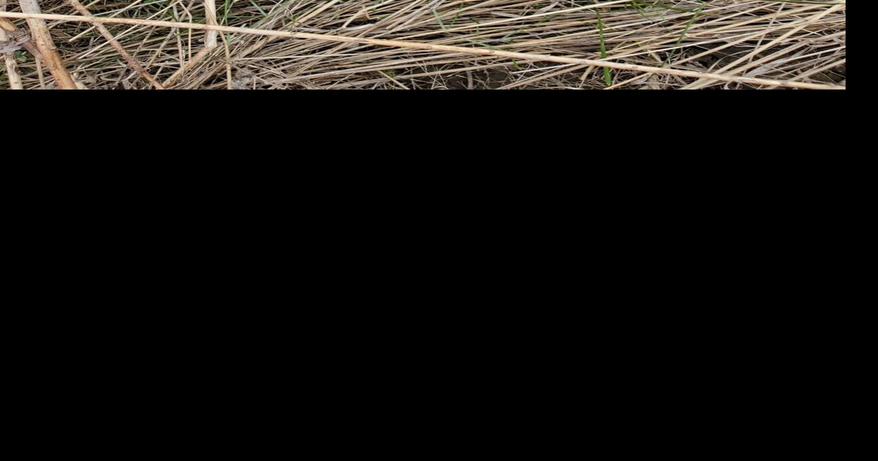 Handgun found laying on grass just off Hwy. 400 in Vaughan