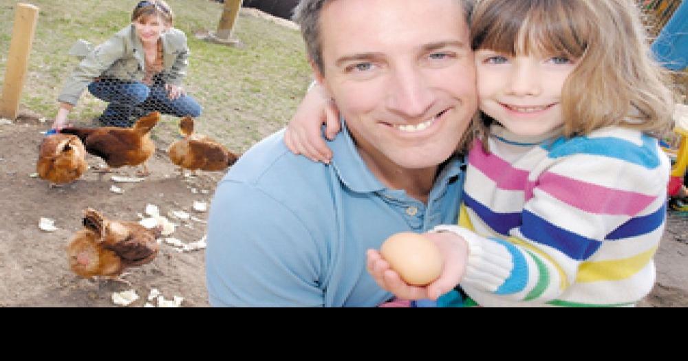 Chicken crusaders abandon battle