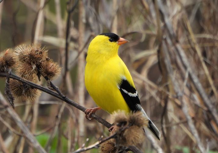 Markham man shares photos of southern Ontario birds