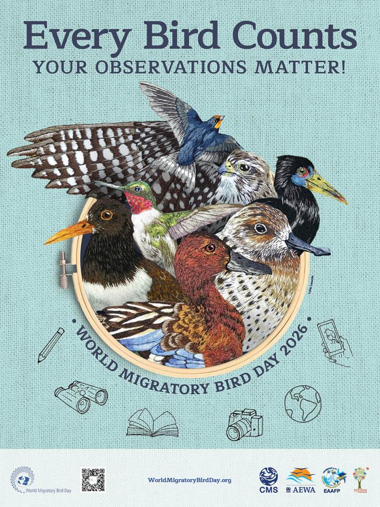 Here are 3 ways you can welcome migratory birds to our area