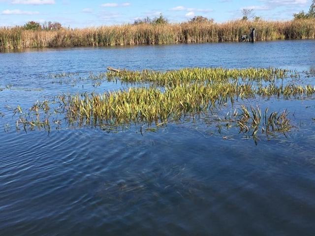 Lake Simcoe visitors advised to watch for invasive species