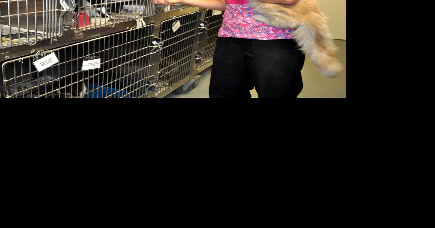 Georgina animal shelter overwhelmed with 160 cats