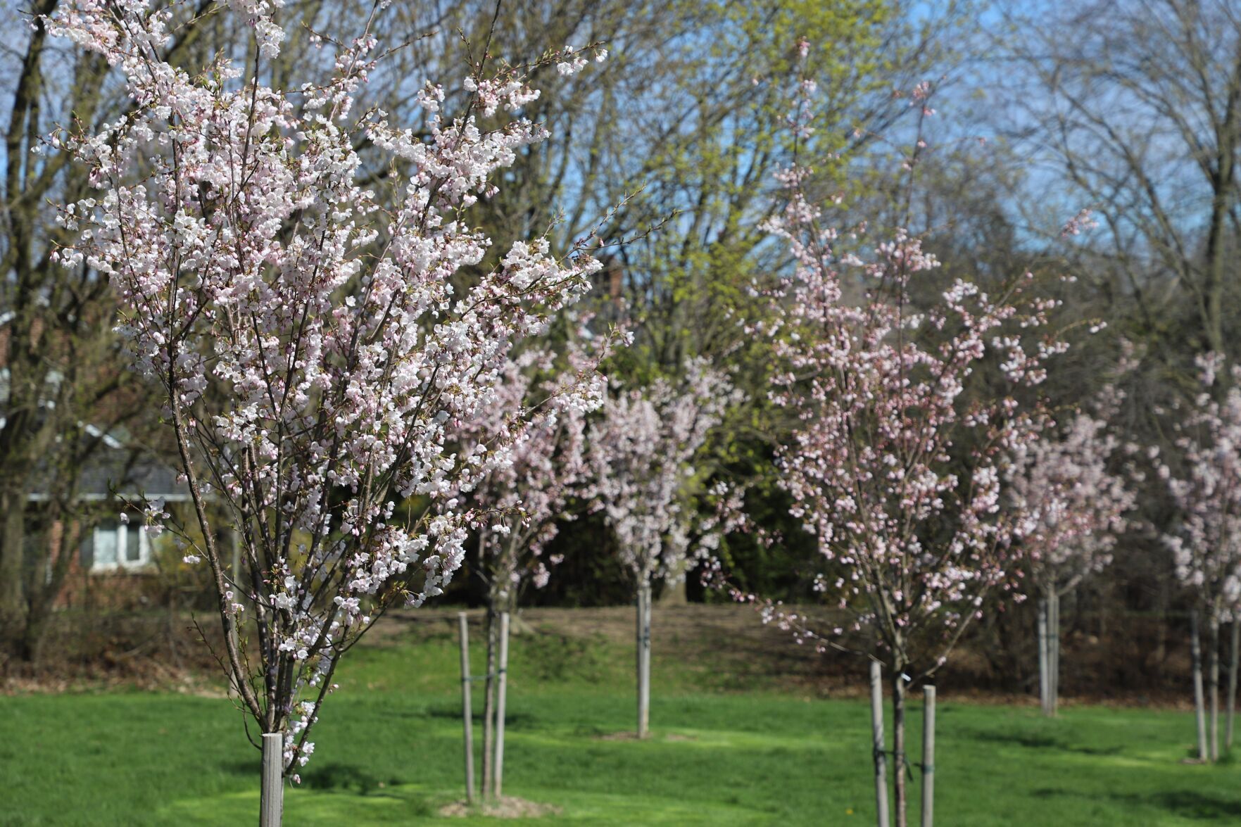 5 hidden spots to see cherry blossoms in York Region