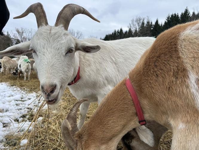 King City entrepreneur wants to expand goat-grazing in York