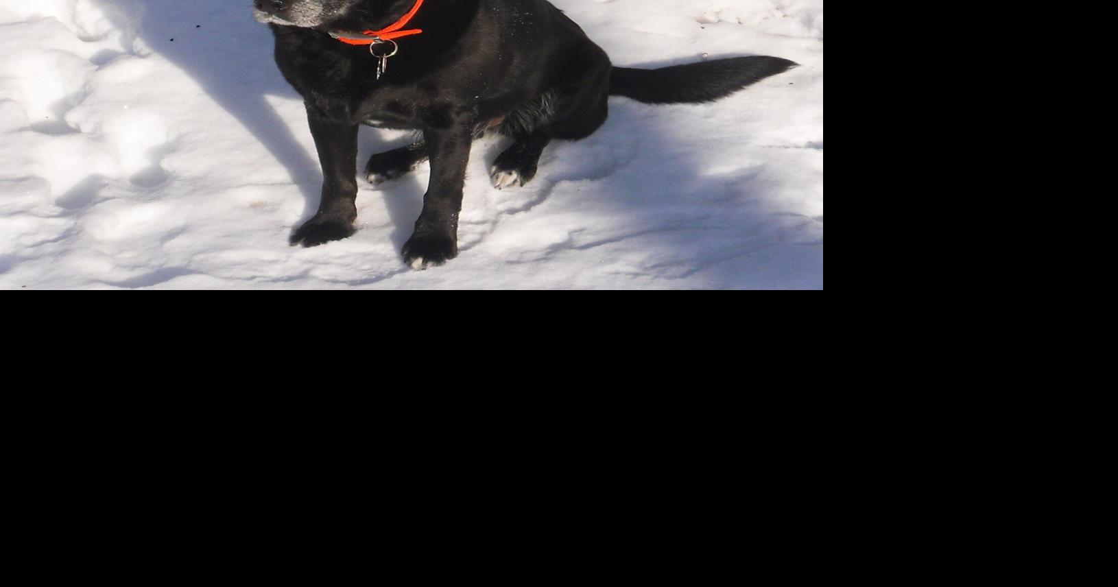 Coywolf suspected in daylight attack on Pefferlaw family pet