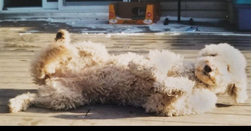 Goldendoodle killed by coyote pack on nature trail