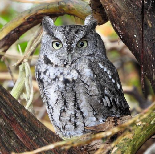Markham man shares photos of southern Ontario birds