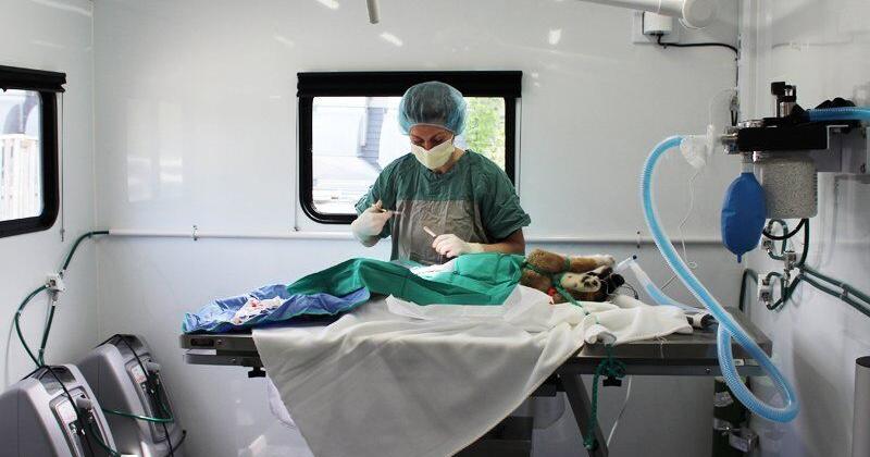What is the role of the OSPCA after giving up animal cruelty law ...