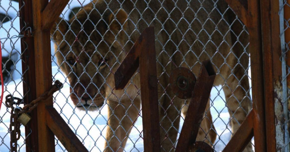 Charges against Loners founder Gennaro (Jim) Raso withdrawn by Crown