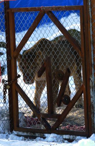 Charges against Loners founder Gennaro (Jim) Raso withdrawn by Crown