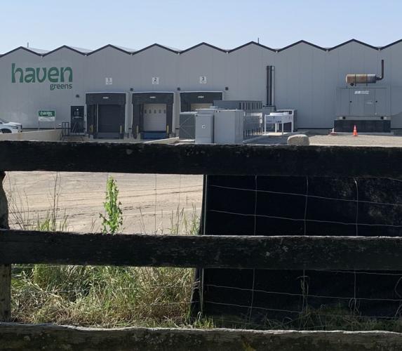 King’s Haven Greens uses technology to grow better lettuce