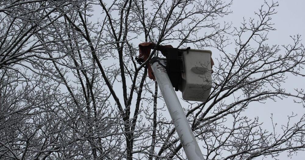 Newmarket's Gary the crow recovering well at Toronto Wildlife Centre