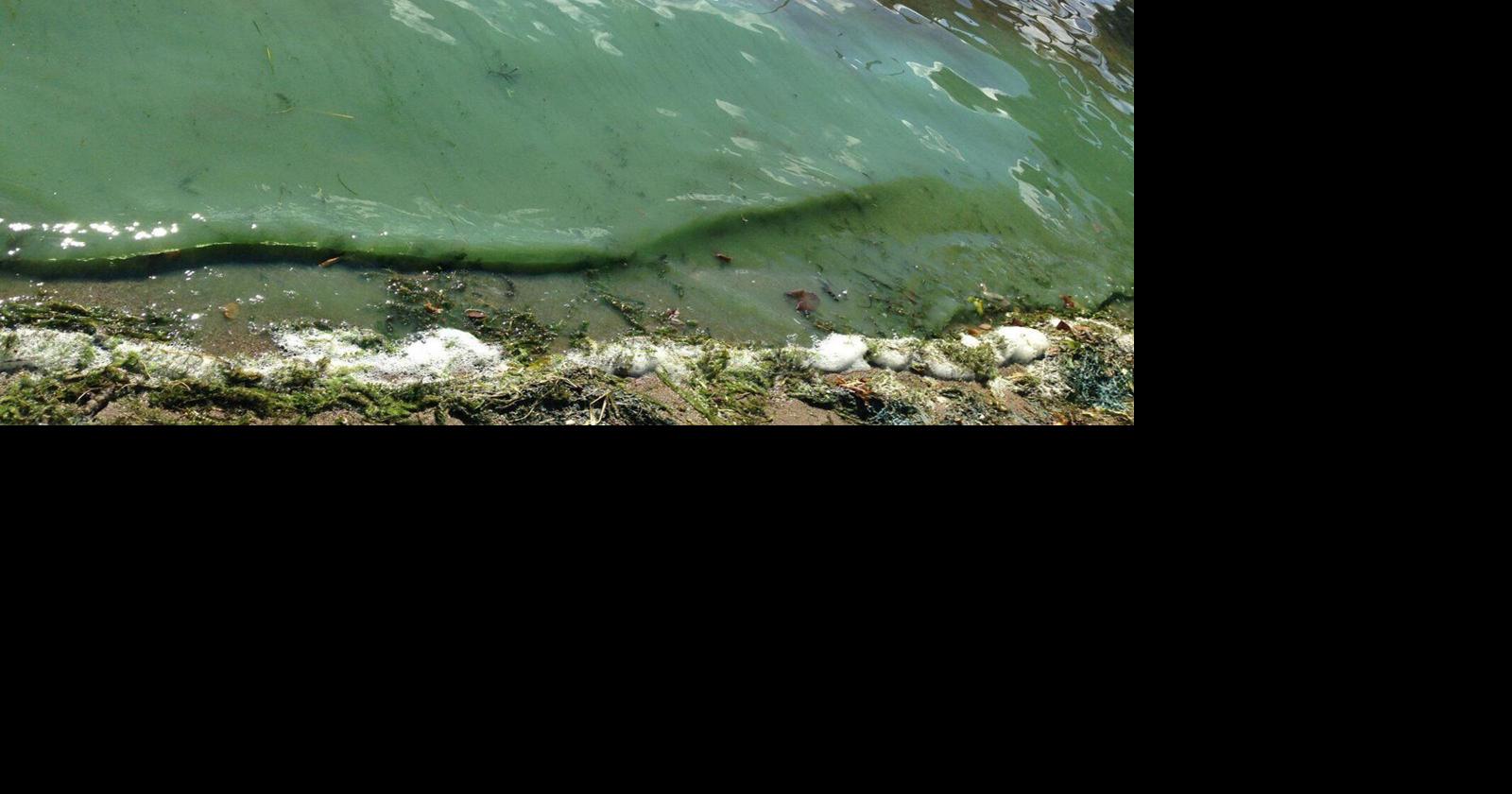 Blue-green algae confirmed at Georgina’s Roches Point Pier
