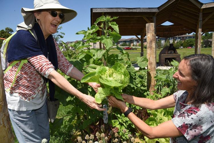 'Growing hope': York Region gardeners share tips on eco-friendly edible ...