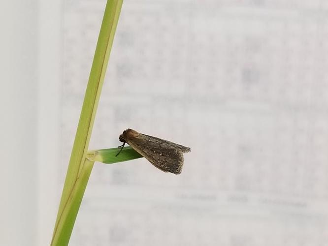 Moths, herbicide battling invasive phragmites in York Region