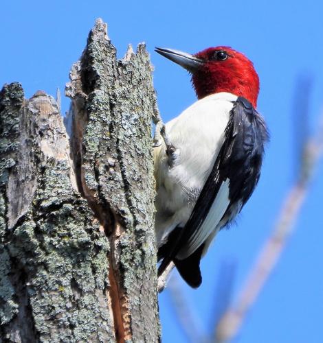 Markham man shares photos of southern Ontario birds